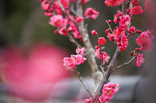 꽃, 공원에 핀 홍매화 풍경 | 유토이미지 | 상세페이지 | 베이직샵 | 사진 | 20535608
