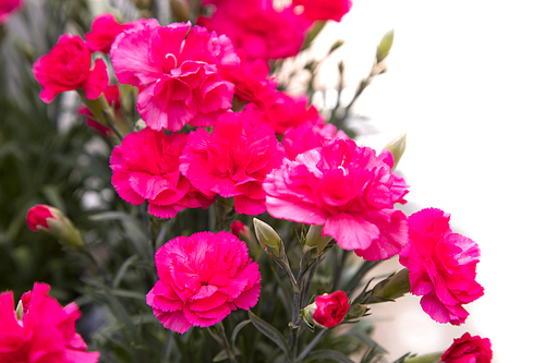 붉은색의 카네이션 | 유토이미지 | 상세페이지 | 베이직샵 | 사진 | 20846070