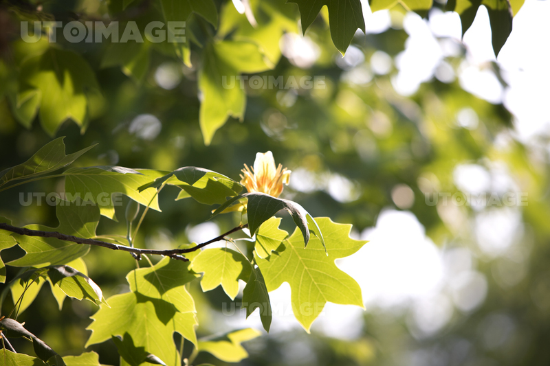 햇살을 받은 백합나무 잎사귀 | 유토이미지 | 상세페이지 | 베이직샵 | 사진 | 20867757