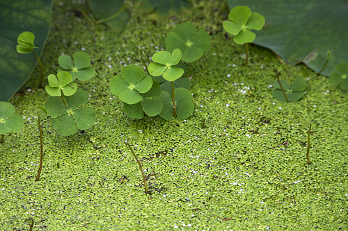 네잎 | 유토이미지 검색 결과