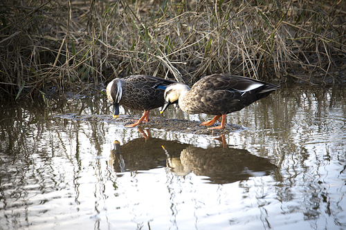 물가에 있는 오리 | 유토이미지 | 상세페이지 | 베이직샵 | 사진 | 20994563