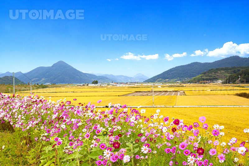 코스모스와 벼가 익은 들판, 가을풍경 | 유토이미지 | 상세페이지 | 베이직샵 | 사진 | 21563181