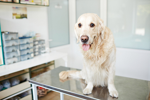 유토이미지 | Portrait of white fluffy labrador sitting on vet table and with ...