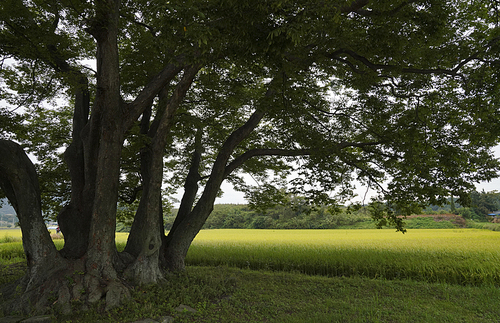 느티나무 | 유토이미지 검색 결과