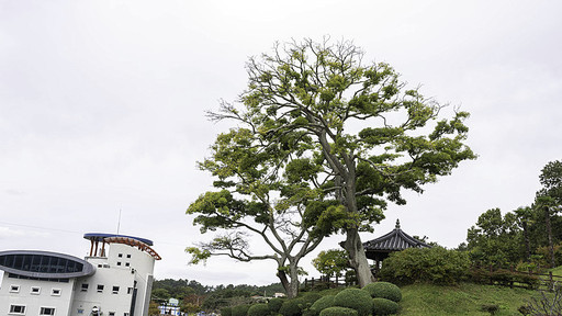 진도 보배섬 국화축제장 풍경 | 유토이미지 | 상세페이지 | 베이직샵 | 사진 | 22792863