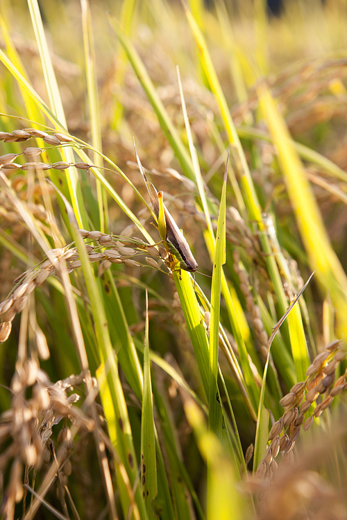 유토이미지 | grain, rice, locust, South Koear