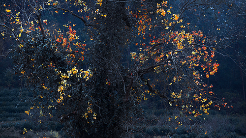 Of course,Photography,color,abstraction,texture,Leaf,To design ...