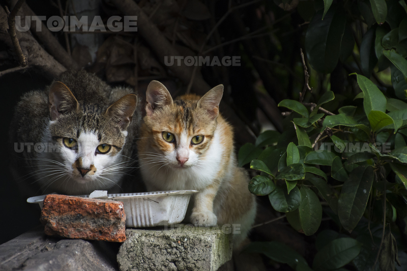 Thecatsintheneighborhoodhavecatfoodforthelittleguyseveryday, | 유토이미지 ...