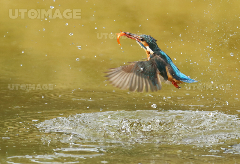 Kingfisher, or kingfisher, also known as Alcedo, is a generic term for ...