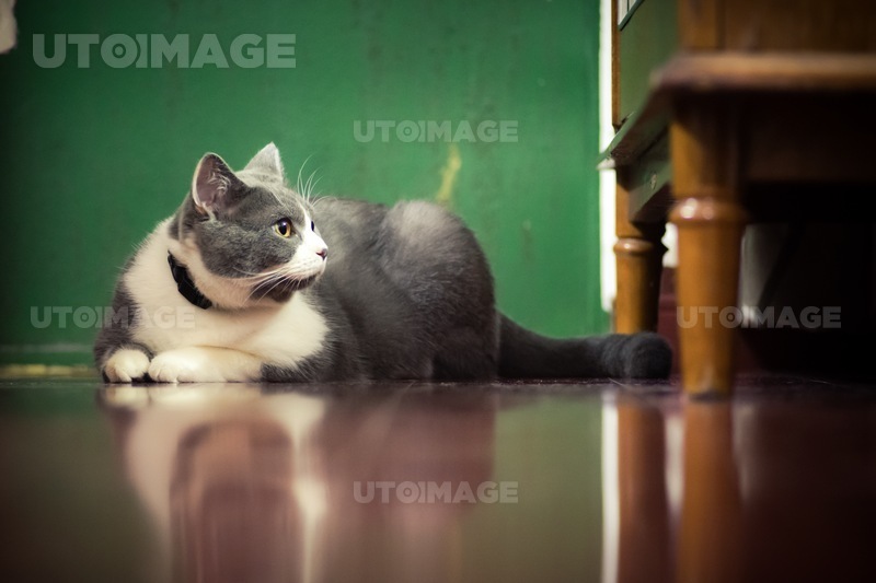 Cats.,Cute.,color,capture,Curious.,eye,animal,Cat.,Pet.,Inside ...