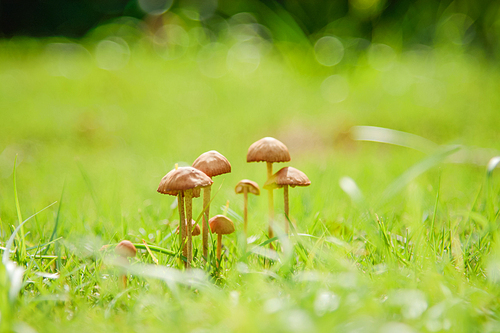 magically magically appeared overnight. | 유토이미지 | 상세페이지 | 베이직샵 | 사진 ...