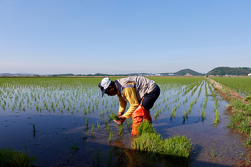 농지 | 유토이미지 검색 결과
