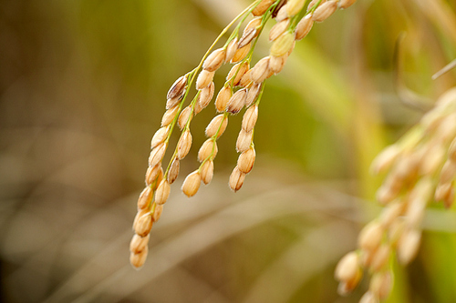 농지 | 유토이미지 검색 결과