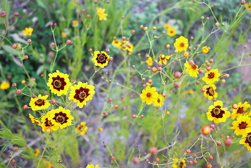 노란꽃 풍경사진 (NN000_031) | 유토이미지 | 상세페이지 | 베이직샵 | 사진 | 20774716