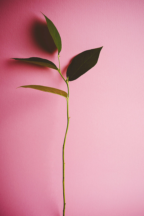 유토이미지 | flower31