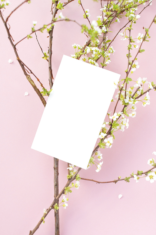 Borina_240401 | 유토이미지 검색 결과