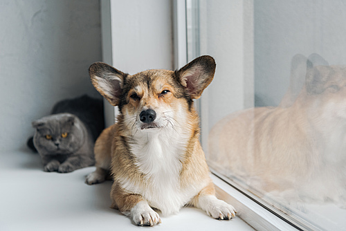 유토이미지 | close-up shot of scottish fold cat and adorable corgi dog lying ...