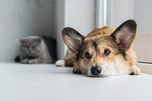 adorable scottish fold cat and corgi dog lying on windowsill together ...