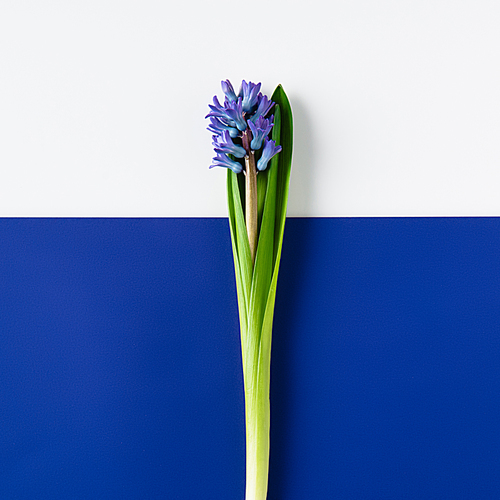 top view of beautiful hyacinth flowers on halved blue and white surface ...