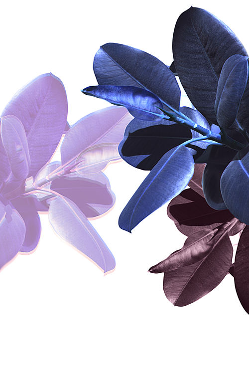 유토이미지 | double exposure of blue and purple ficus plants, isolated on white