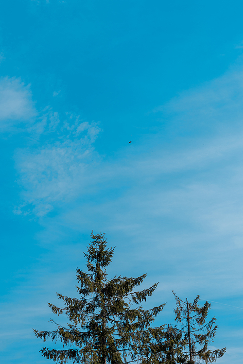 유토이미지 | low angle view of evergreen fir trees against blue sky