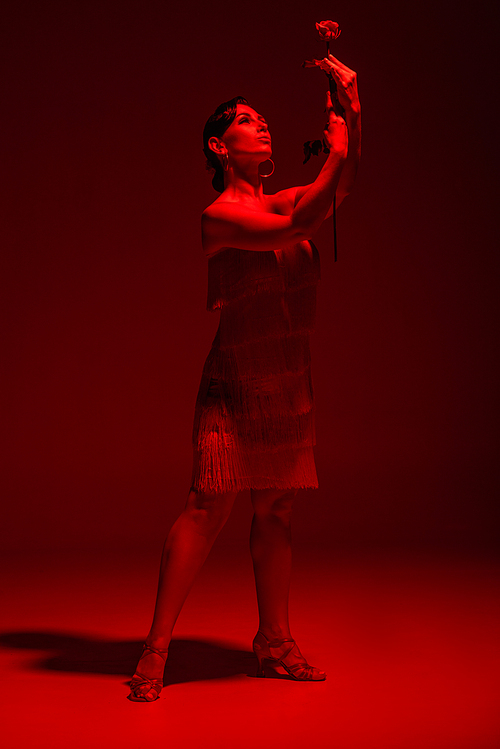 유토이미지 | elegant dancer with red rose performing tango on dark ...