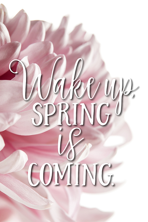 유토이미지 | close up view of pink chrysanthemum isolated on white, wake up ...