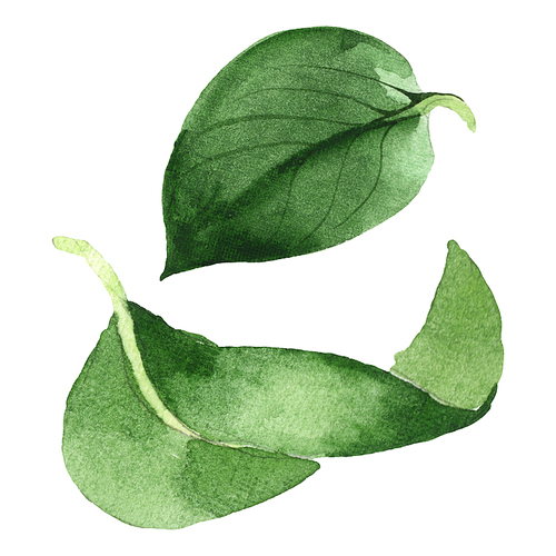 유토이미지 | Camelia green leaves floral botanical flower. Wild spring leaf ...