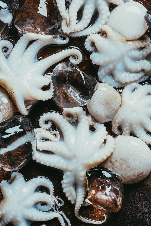 유토이미지 | top view of small octopuses with ice cubes on metal surface