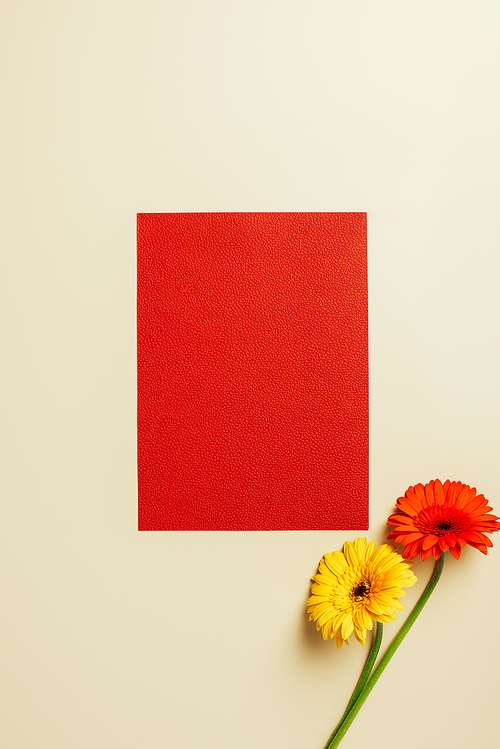 top view of red blank card and gerbera flowers on beige backdrop | 유토 ...