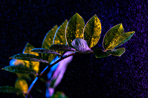 green dollar tree (zamioculcas) with drops, isolated on black | 유토이미지 ...