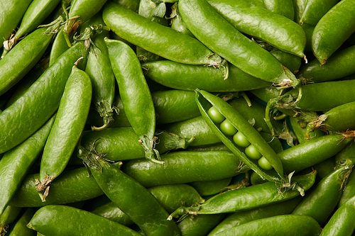 유토이미지 | full frame shot of ripe pea pods for background