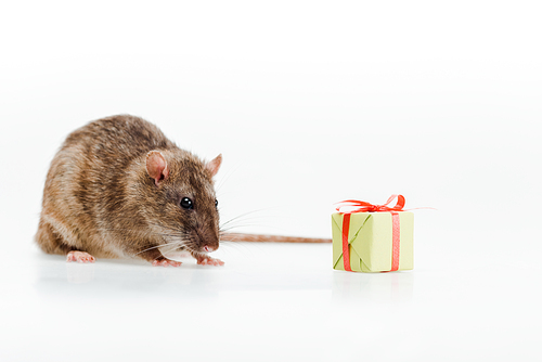 유토이미지 | little and cute rat near toy present on white