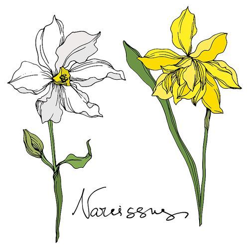 Vector Narcissus floral botanical flowers. Wild spring leaf wildflower ...