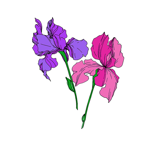 vector iris floral botanical flowers. wild spring leaf wildflower ...