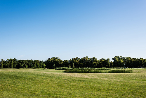 green fresh grass near trees and blue sky in park | 유토이미지 | 상세페이지 ...