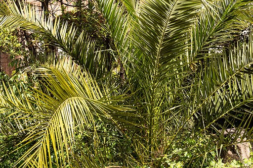 exotic green palm tree in sunny day in rome, italy | 유토이미지 | 상세페이지 ...