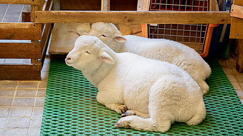 산양 | 유토이미지 검색 결과