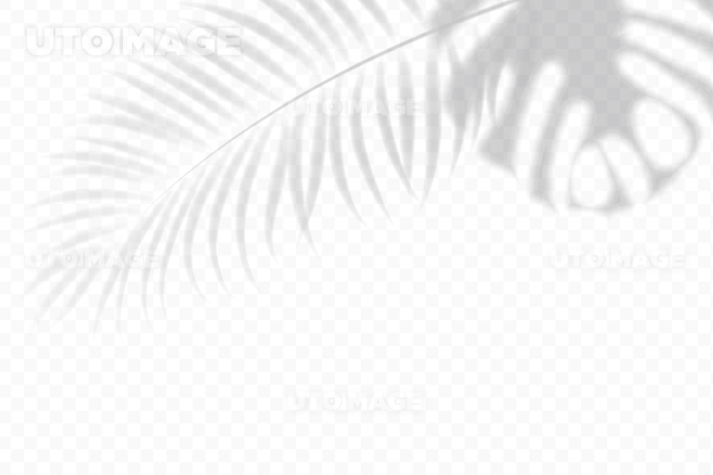 유토이미지 | 트로피컬 열대 식물 몬스테라 투명 그림자 배경