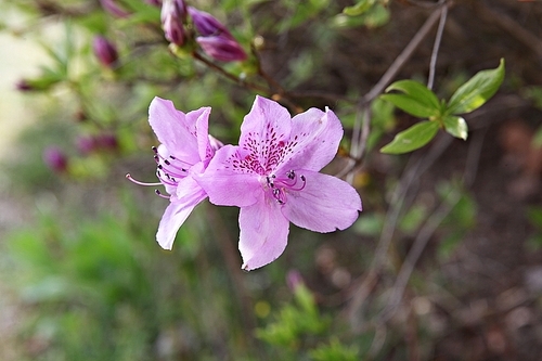 철죽 | 유토이미지 | 상세페이지 | 베이직샵 | 사진 | 21352450