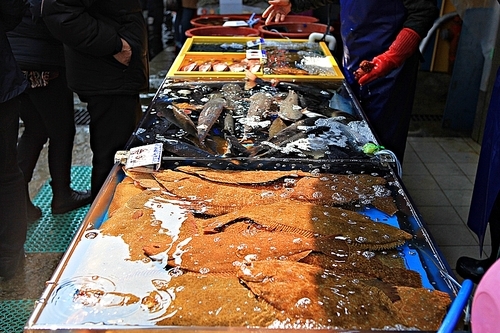 광어 | 유토이미지 검색 결과