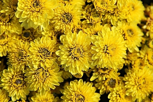 유토이미지 | 국화