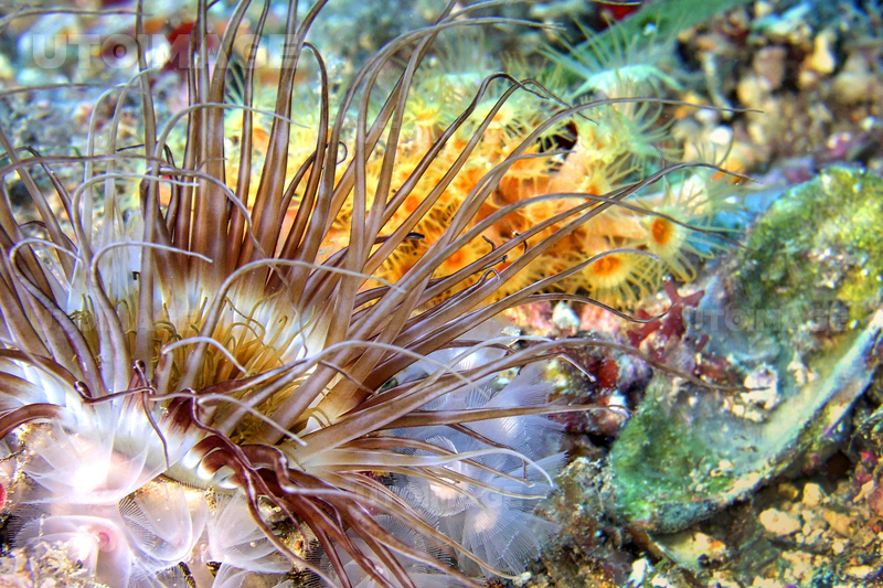 Tube-dwelling Anemone, Ceriantharia, Cerianthus membranaceus, Cabo Cope ...
