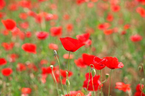 T200724 | 유토이미지 검색 결과