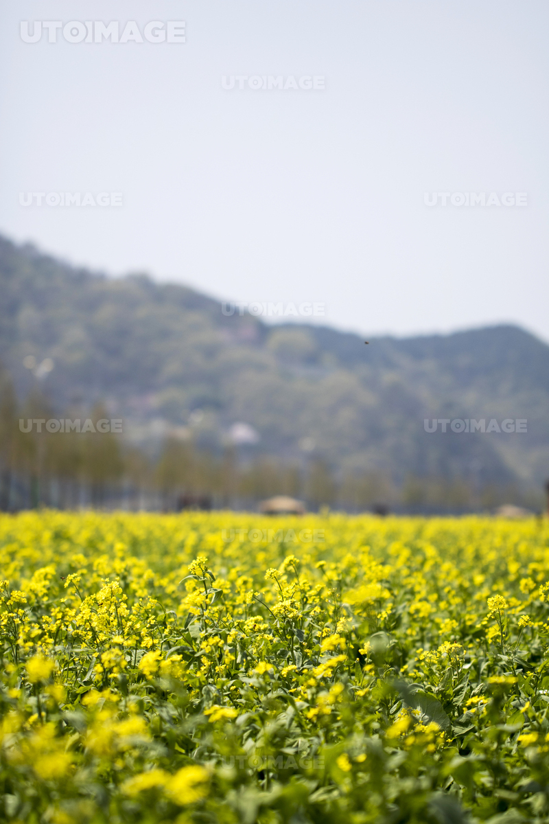 아름다운 꽃 026 | 유토이미지 | 상세페이지 | 베이직샵 | 사진 | 21544001