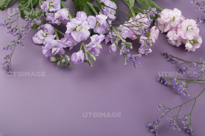 스토크,비단향꽃무,스타티스 | 유토이미지 | 상세페이지 | 베이직샵 | 사진 | 21746567