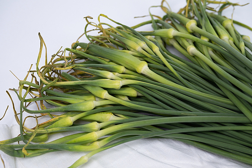 마늘쫑 | 유토이미지 검색 결과