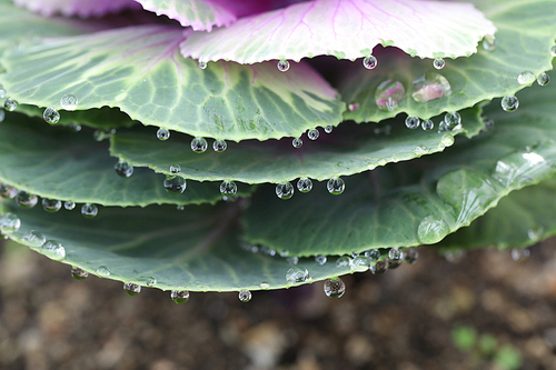 유토이미지 | 이슬_4