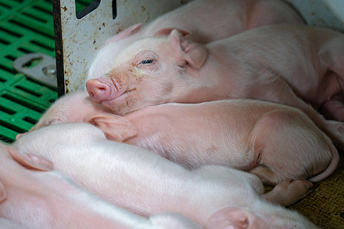 아기돼지 | 유토이미지 검색 결과
