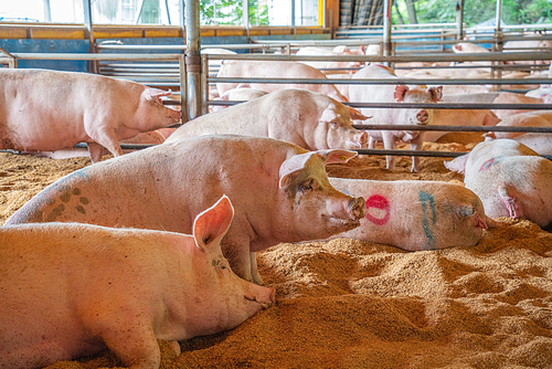 아기돼지 | 유토이미지 검색 결과